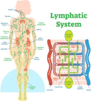 Qigong and Patting for the Lymphatic System | Radiant Shenti